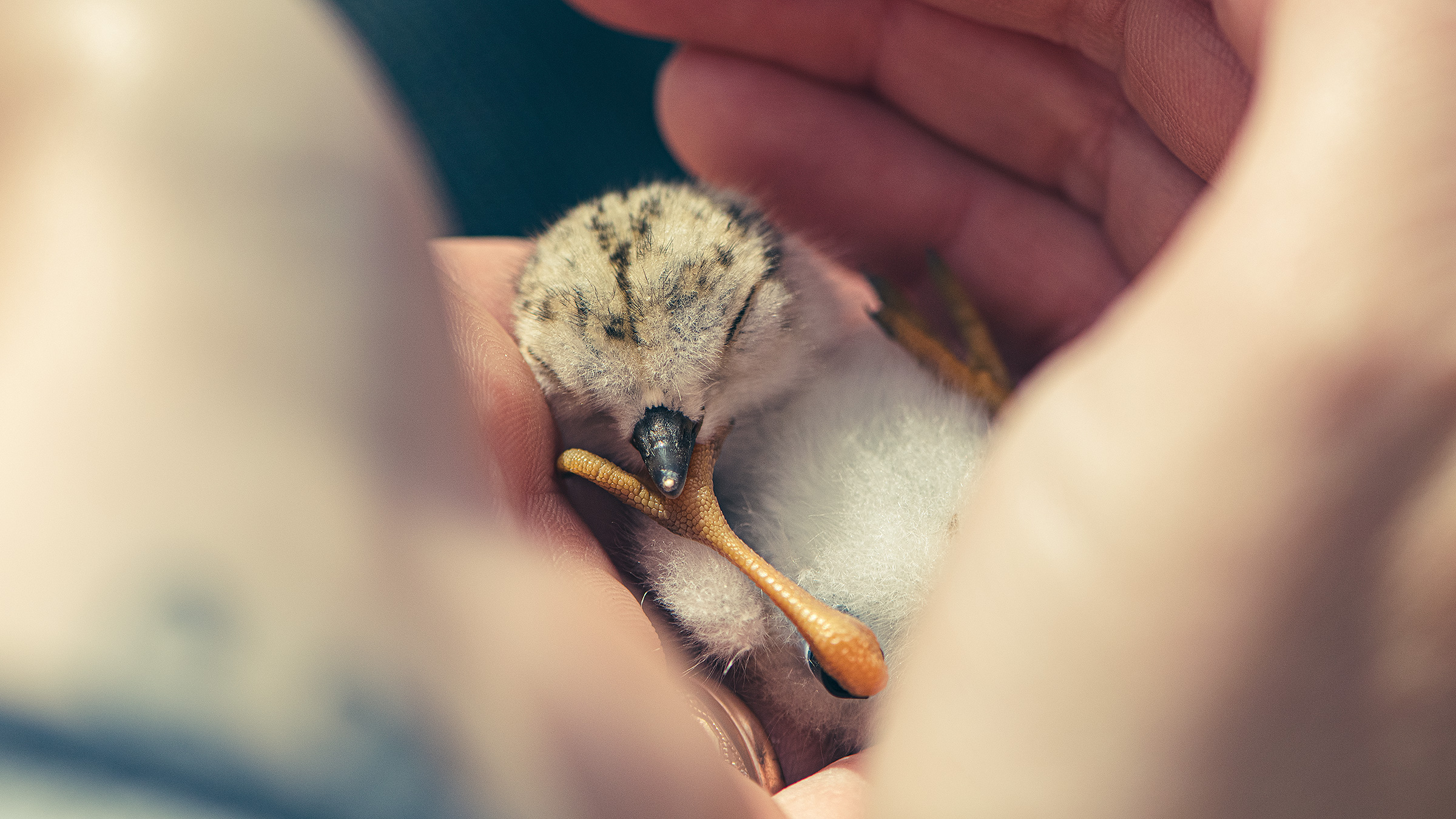 Welcome To The Neighborhood: Octavius Rex and Jennifer Jason Leigh’s ...